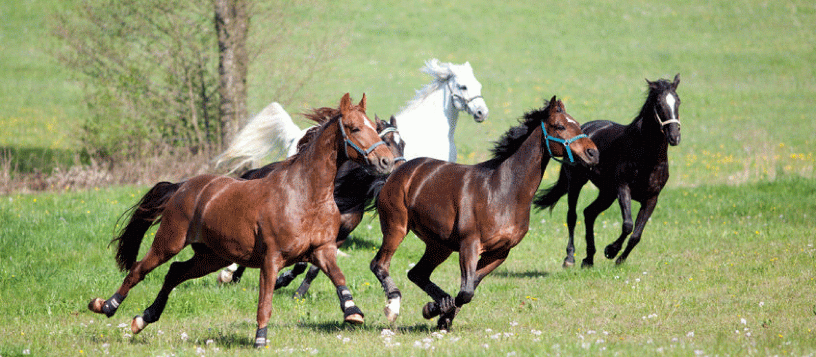 Equine Jobs: What, Where and How to Enter the Field | Northeastern ...